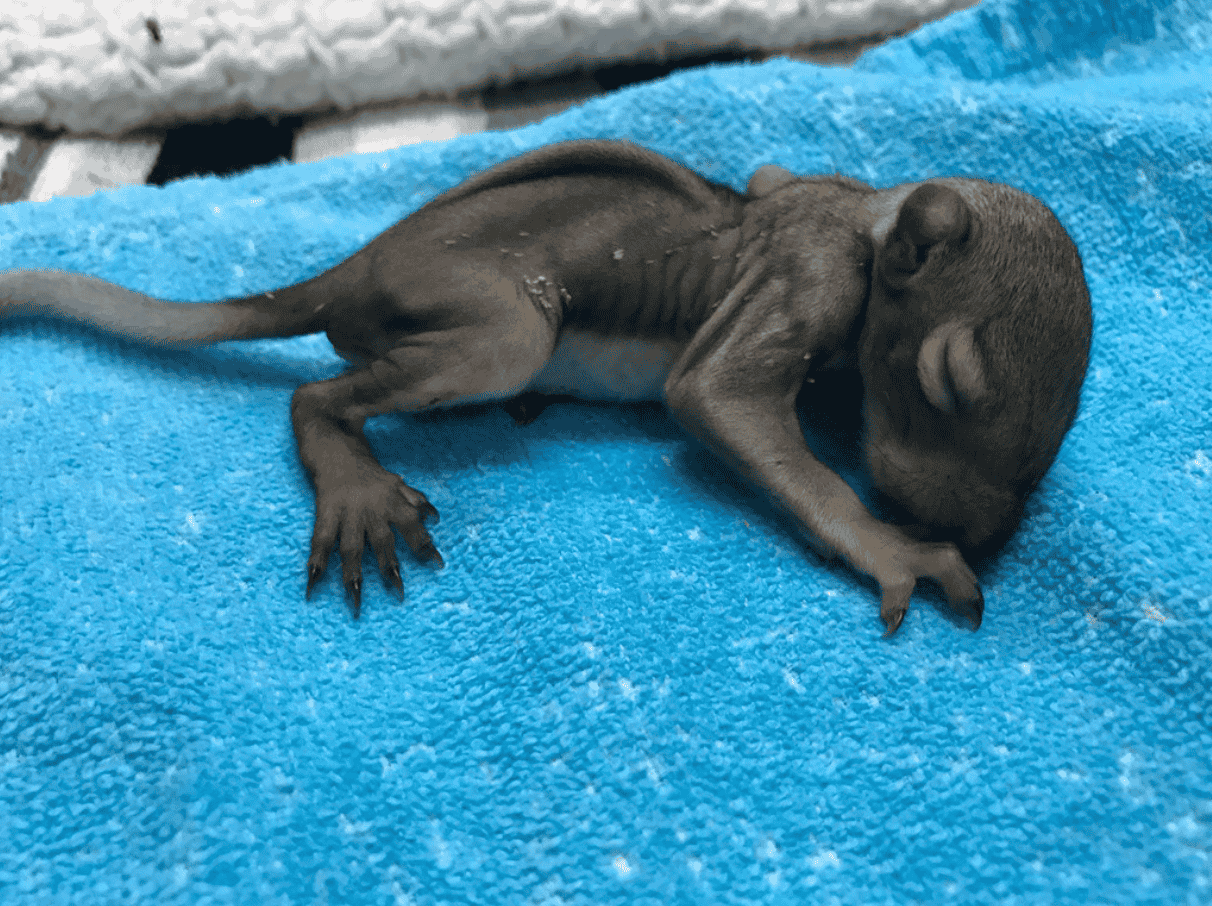 Orphaned Baby Squirrel Caring Guide