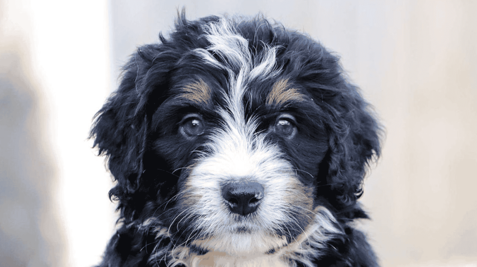 Mini Bernedoodles - Dog Breed Information & Facts