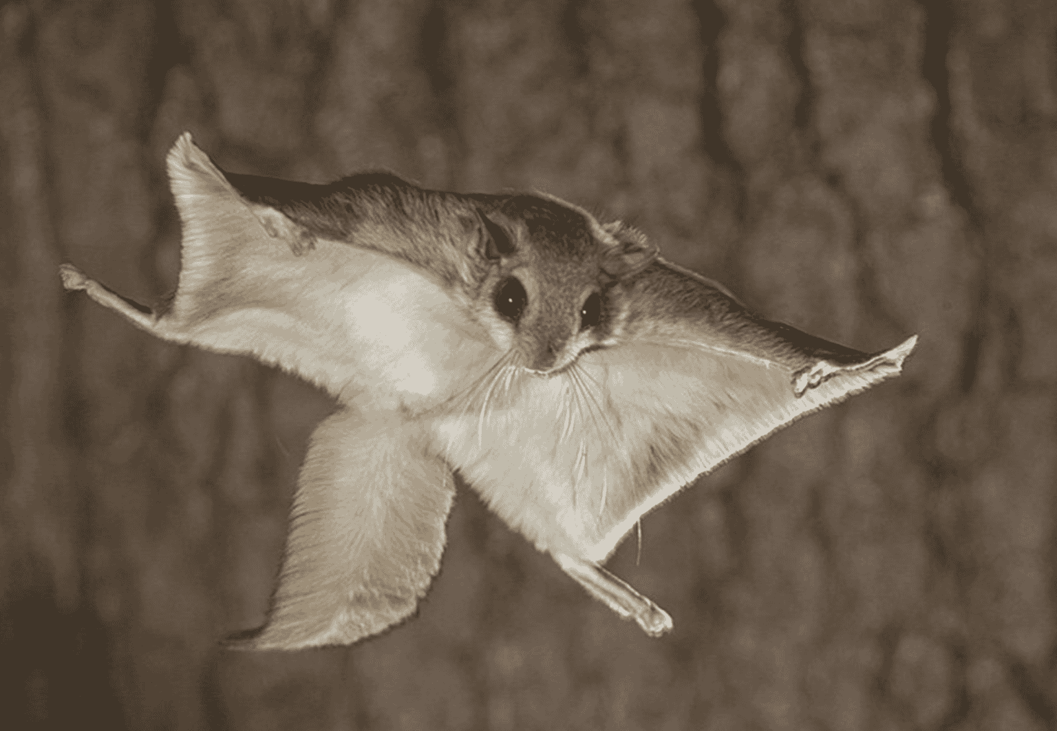 Flying Squirrel Vs. Sugar Glider - Major Differences