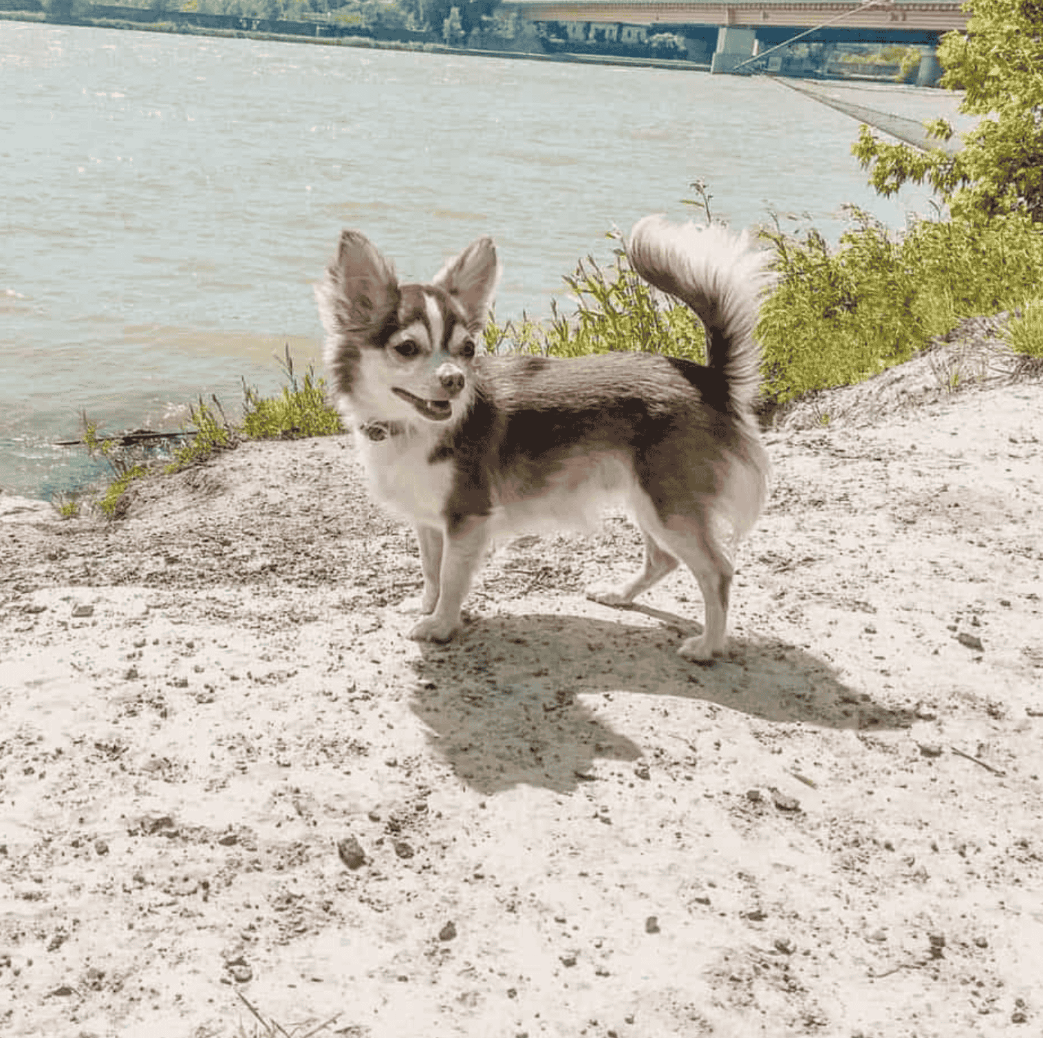 Chihuahua Husky Mix - History and Information - Down Town Animals