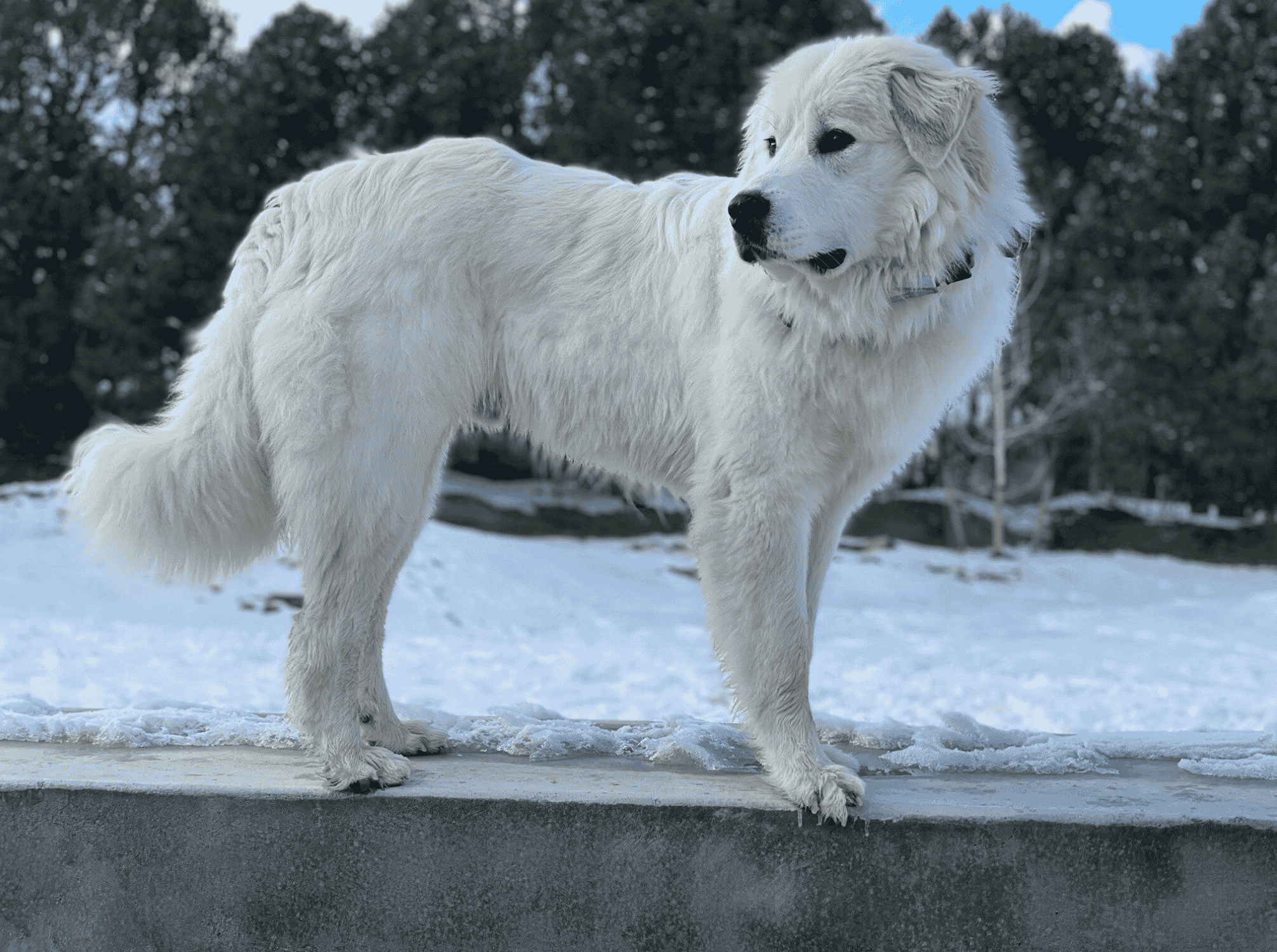 Colorado Mountain Dog - The Great Pyrenees Part - Down Town Animals