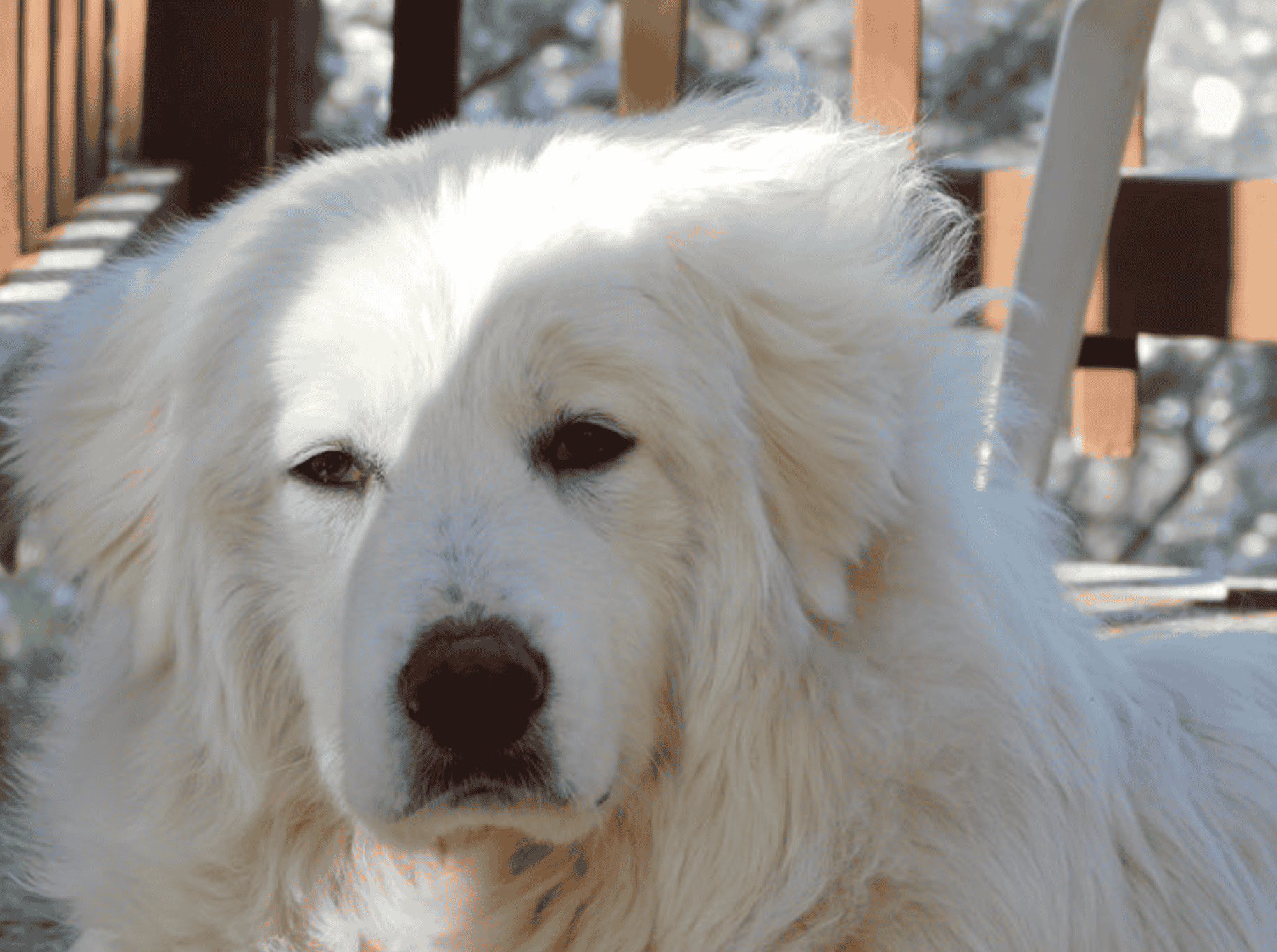Colorado Mountain Dog - The Great Pyrenees Part - Down Town Animals