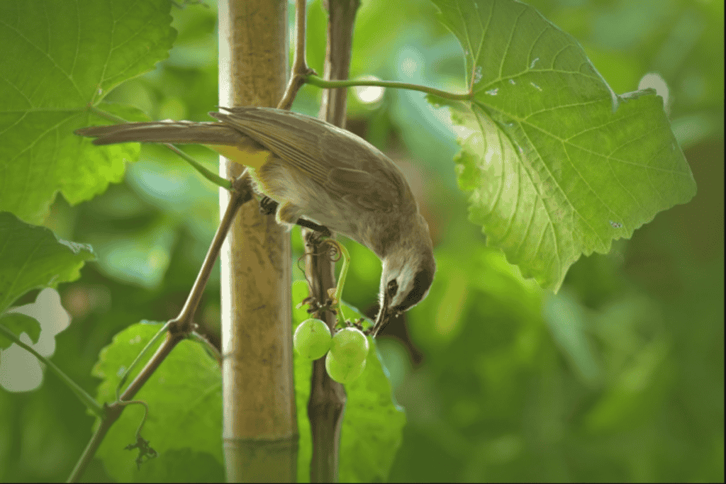 Can birds Eat Grapes? - 5 Surprising Benefits