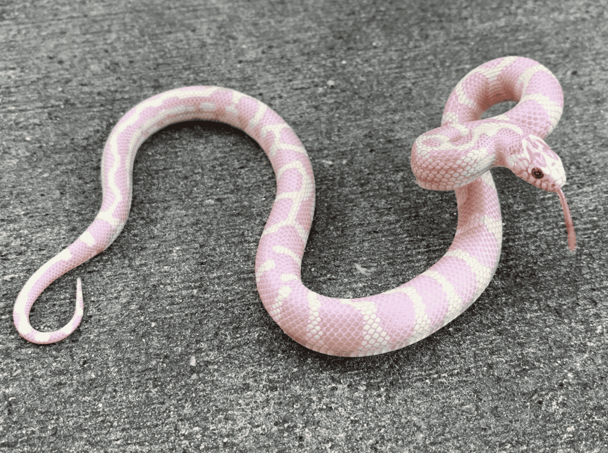 Albino California Kingsnake - Snake Information