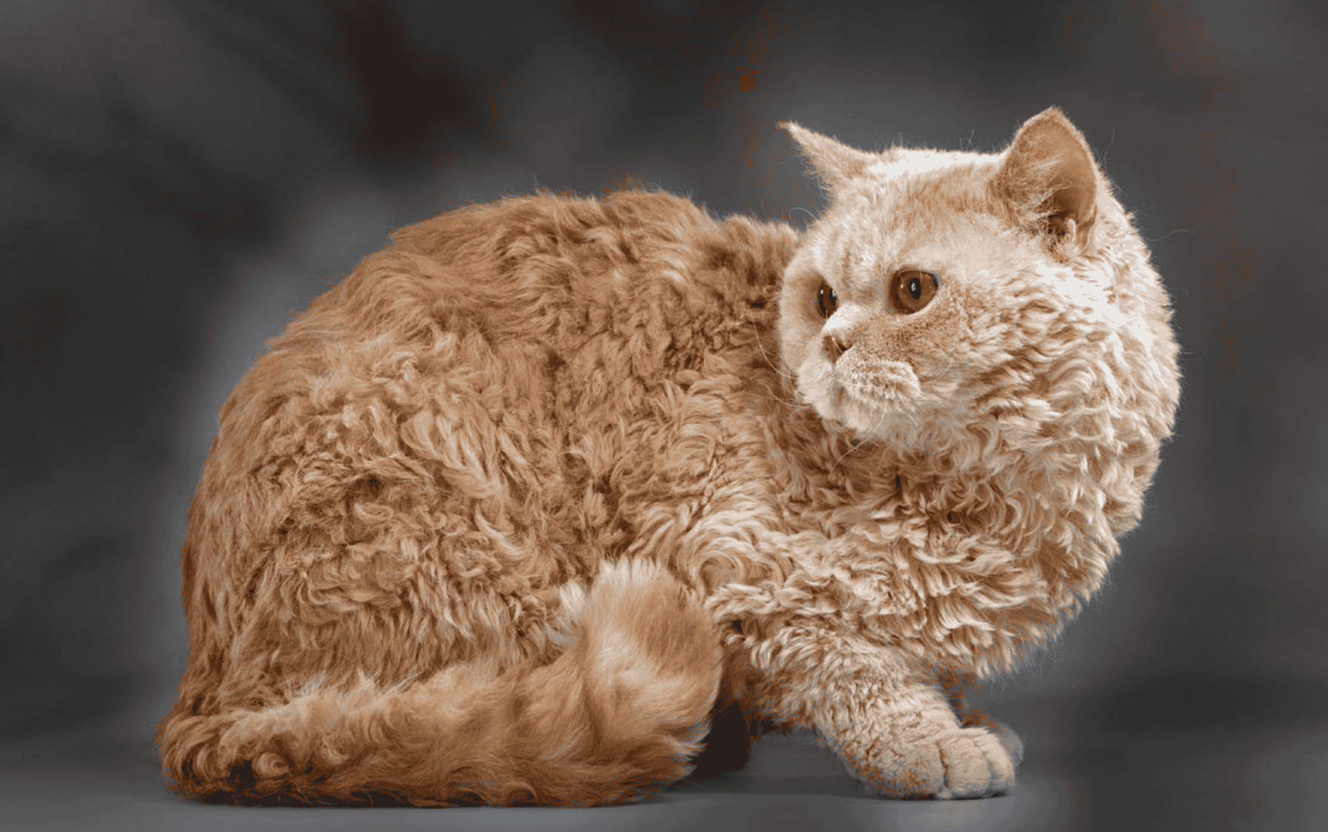 Curly Haired Cat - 4 Curly Haired Cat Breeds