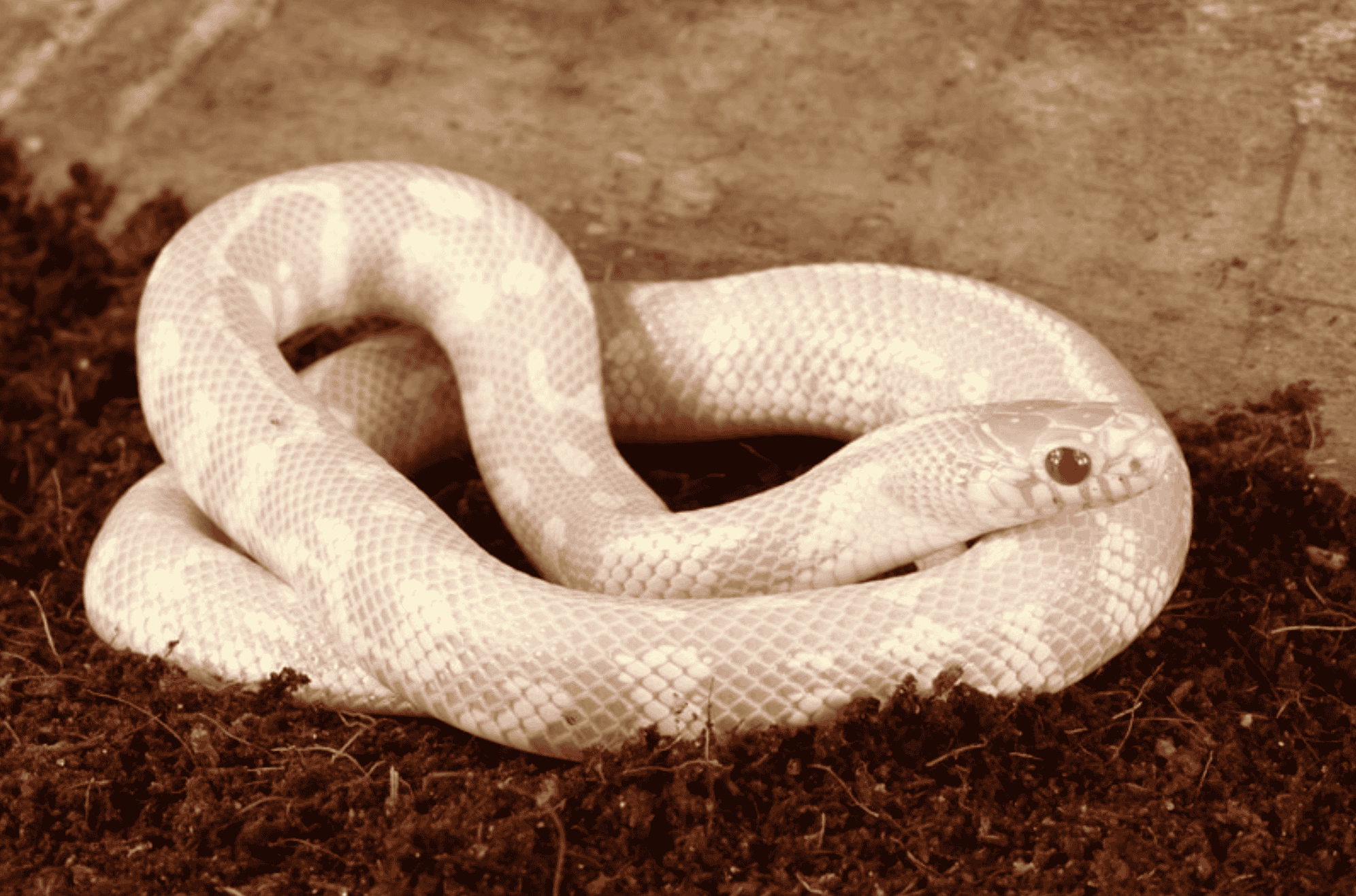 Albino California Kingsnake - Snake Information