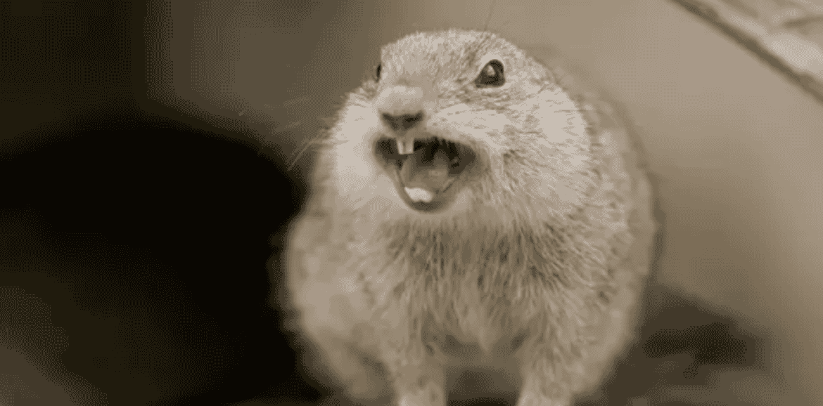 Squirrel Teeth - Teeth Diseases - Explained