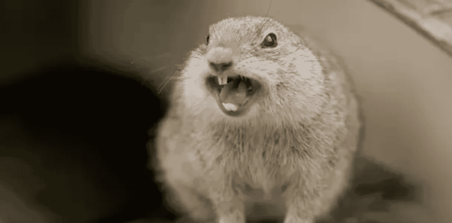 Squirrel Teeth - Teeth Diseases - Explained