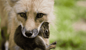 Predators Of Squirrels - What Prey on Squirrels?