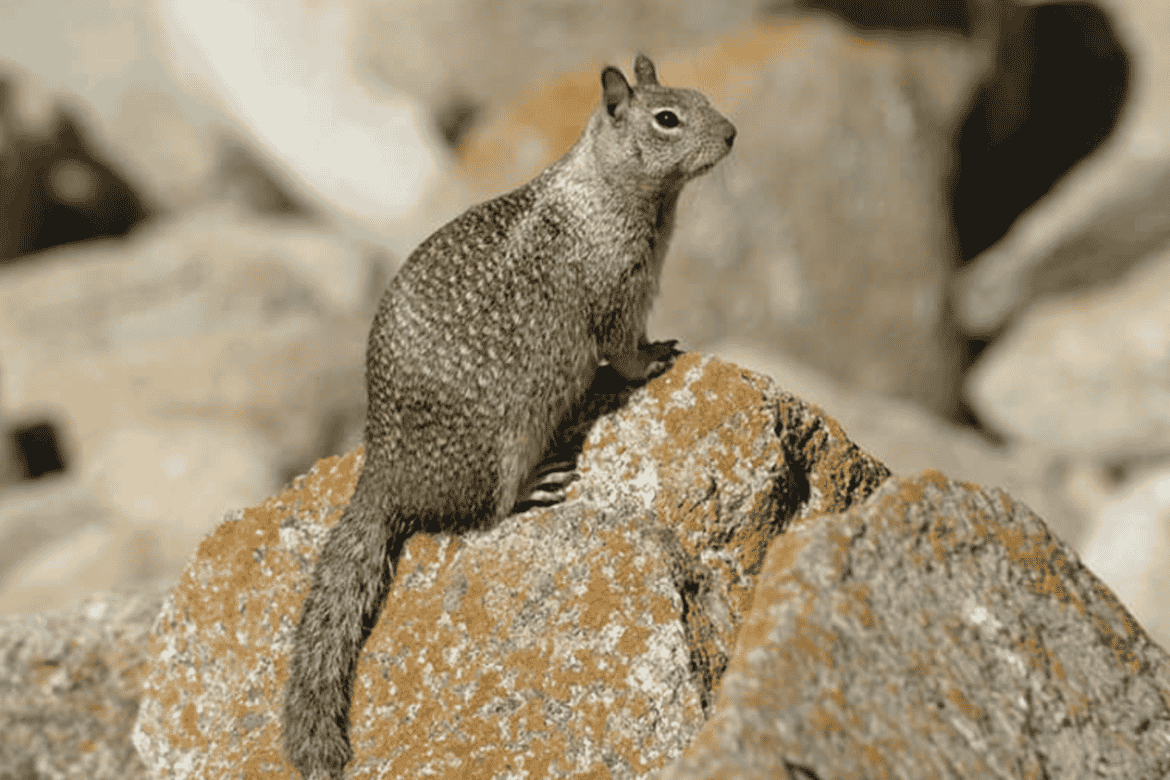 Predators Of Squirrels - What Prey on Squirrels?