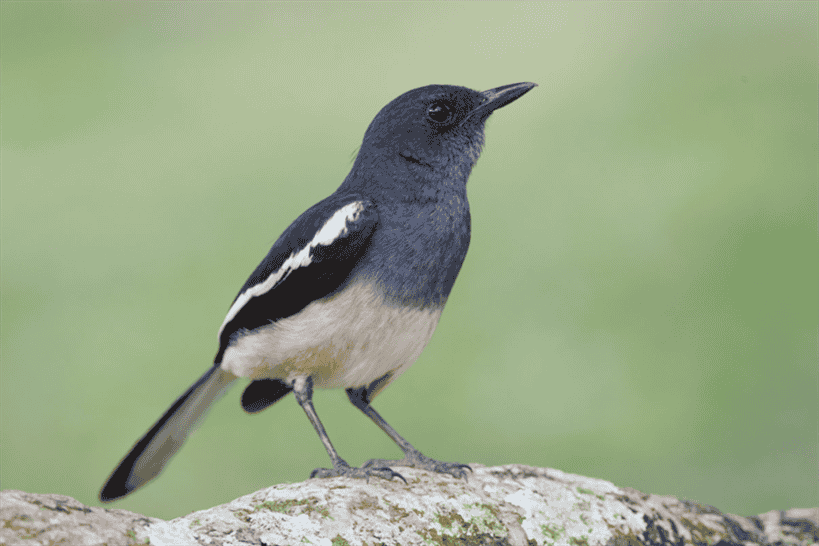 Black Bird with White Stripe on Wing: A Rare Beauty