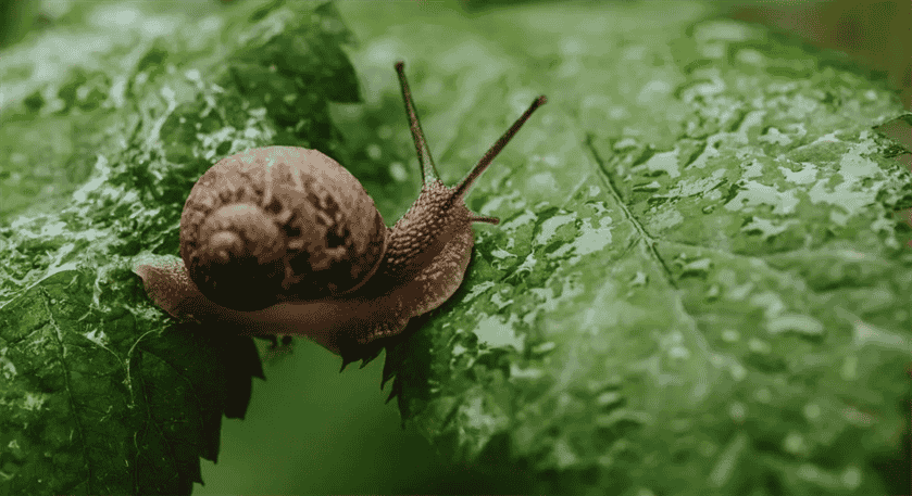 Do Birds Eat Slugs - Birds Natural Slug Predators