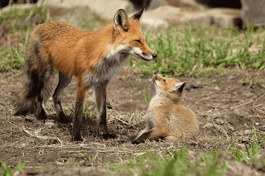 Do Foxes Eat Rats: Foxes vs. Rats