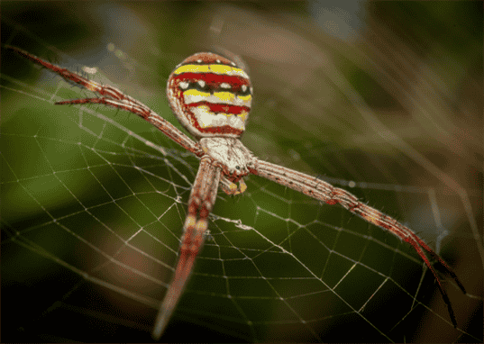 The Amazing Adaptations of Spiders in the Philippines