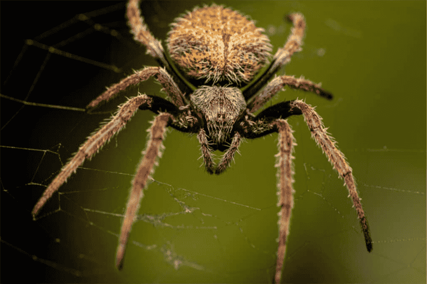 Spiders of Louisiana: Exploring Arachnid Diversity