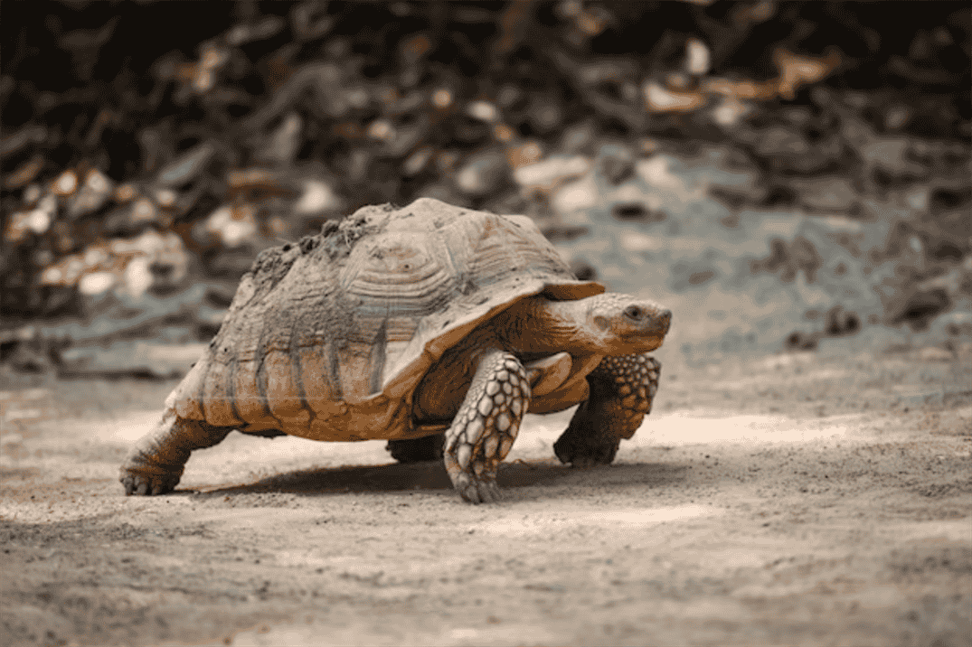 How Fast Can a Tortoise Run? Factors Tortoise Speed