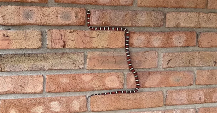 Can Snakes Climb Walls? A Comprehensive Guide